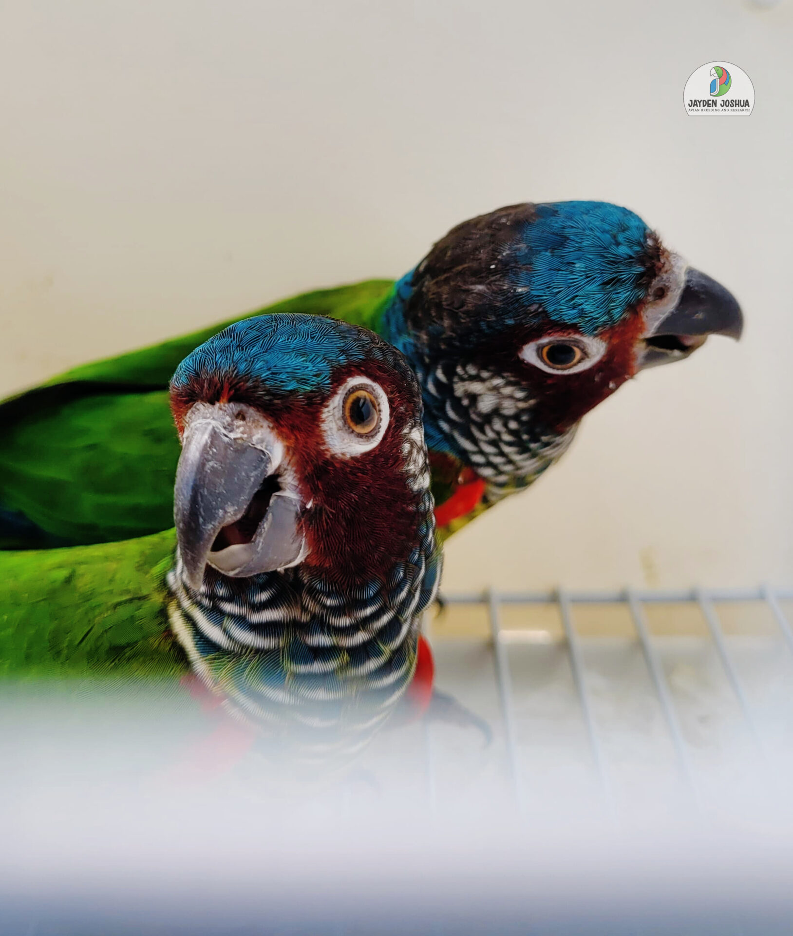 Emma Conure - Jayden Joshua Aviculture