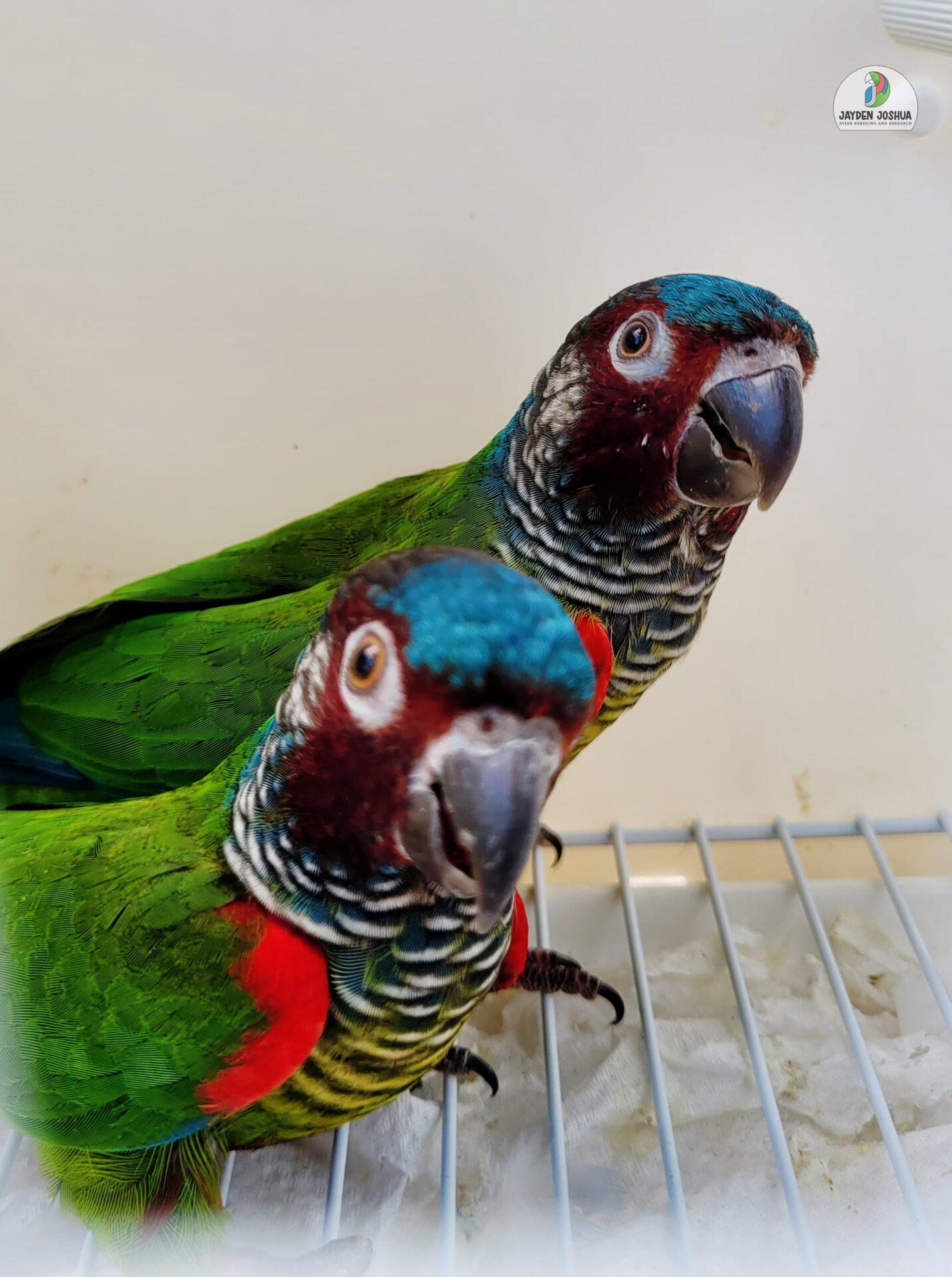 Emma Conure - Jayden Joshua Aviculture
