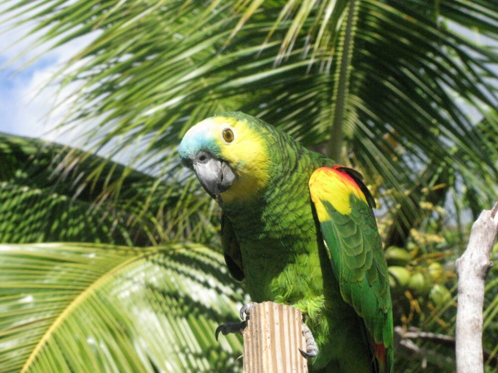 Blue Fronted Amazon - Jayden Joshua Aviculture