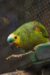 Blue Fronted Amazon - Jayden Joshua Aviculture