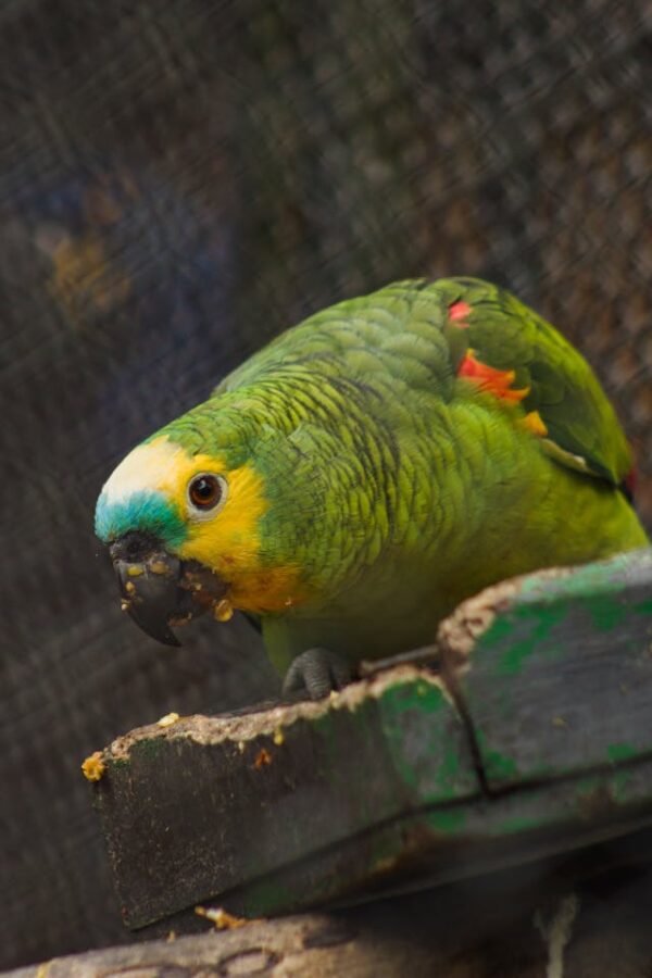 Blue Fronted Amazon - Jayden Joshua Aviculture