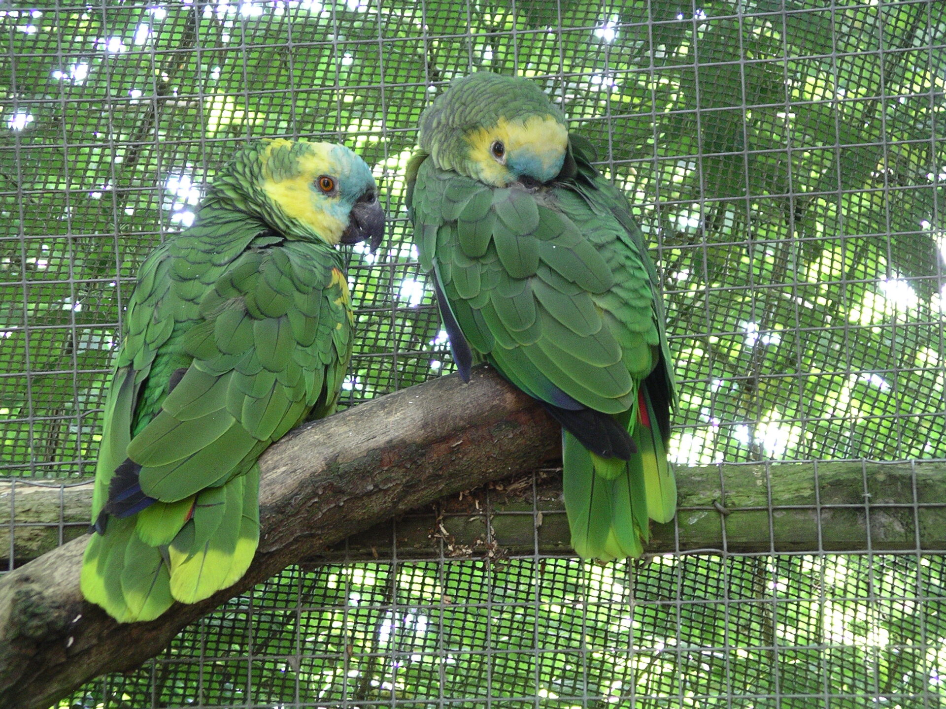 Blue Fronted Amazon - Jayden Joshua Aviculture