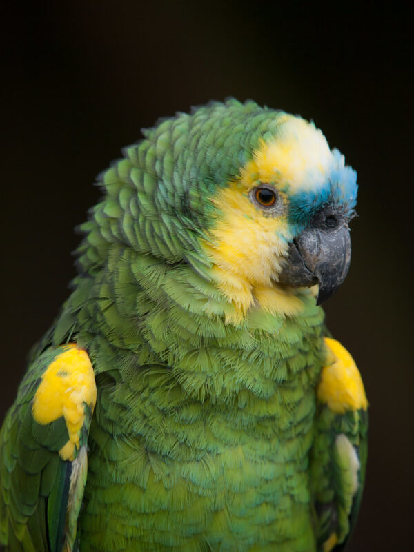 Blue Fronted Amazon - Jayden Joshua Aviculture