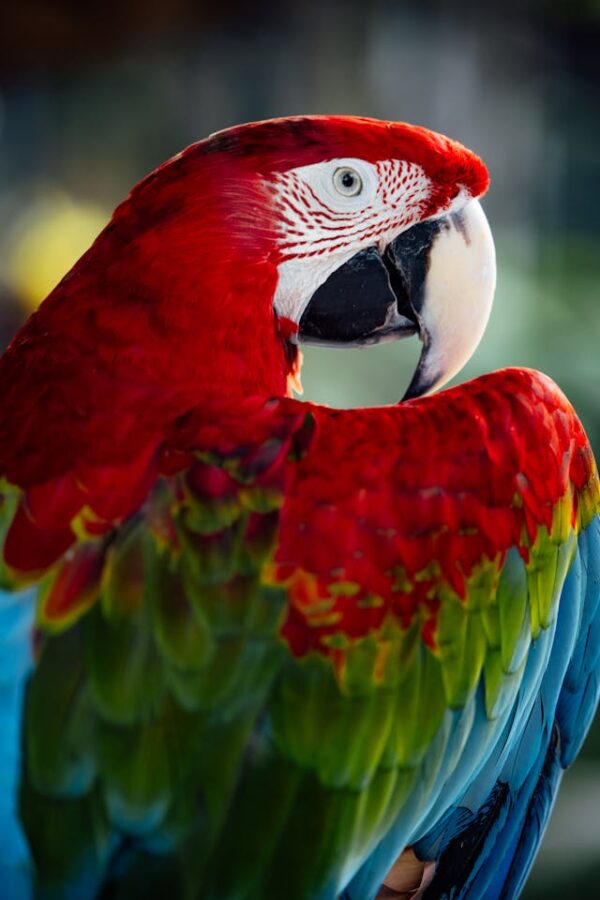 Green Winged Macaw - Jayden Joshua Aviculture