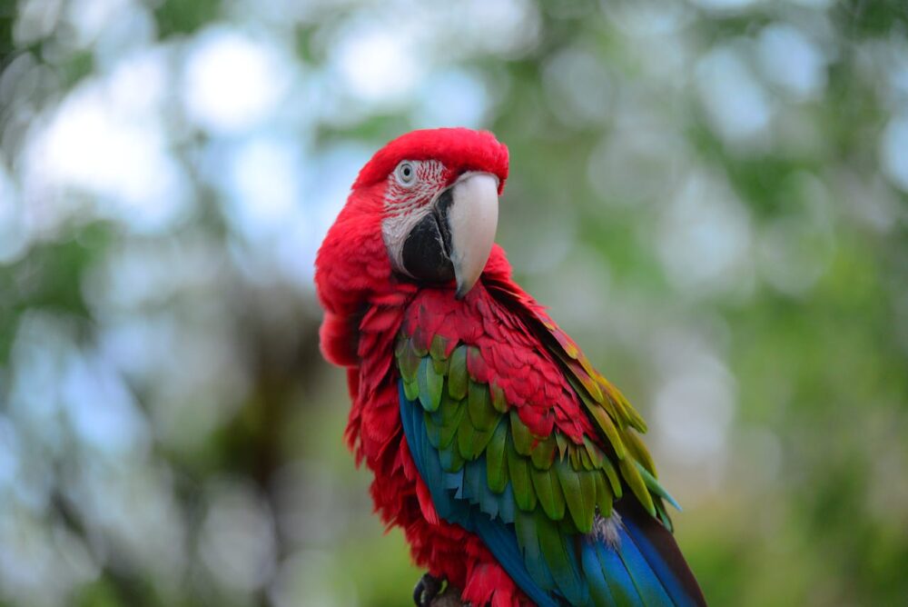 Green Winged Macaw - Jayden Joshua Aviculture