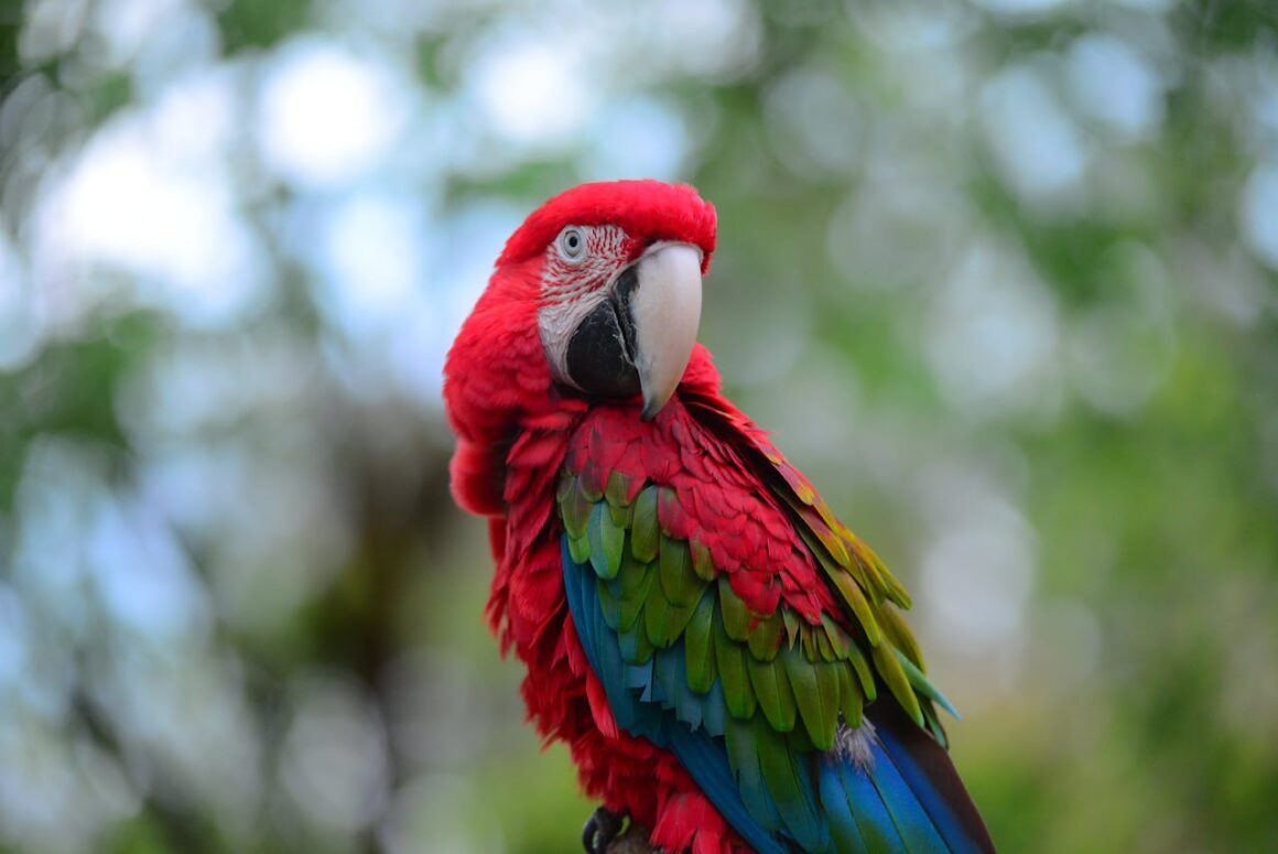 Green Winged Macaw - Jayden Joshua Aviculture
