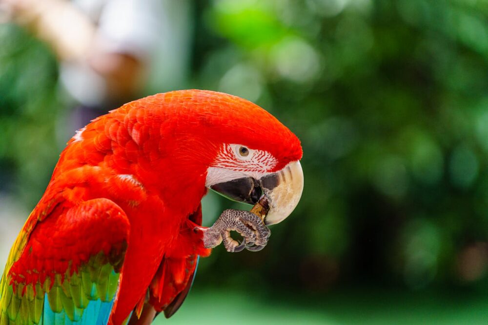 Green Winged Macaw - Jayden Joshua Aviculture