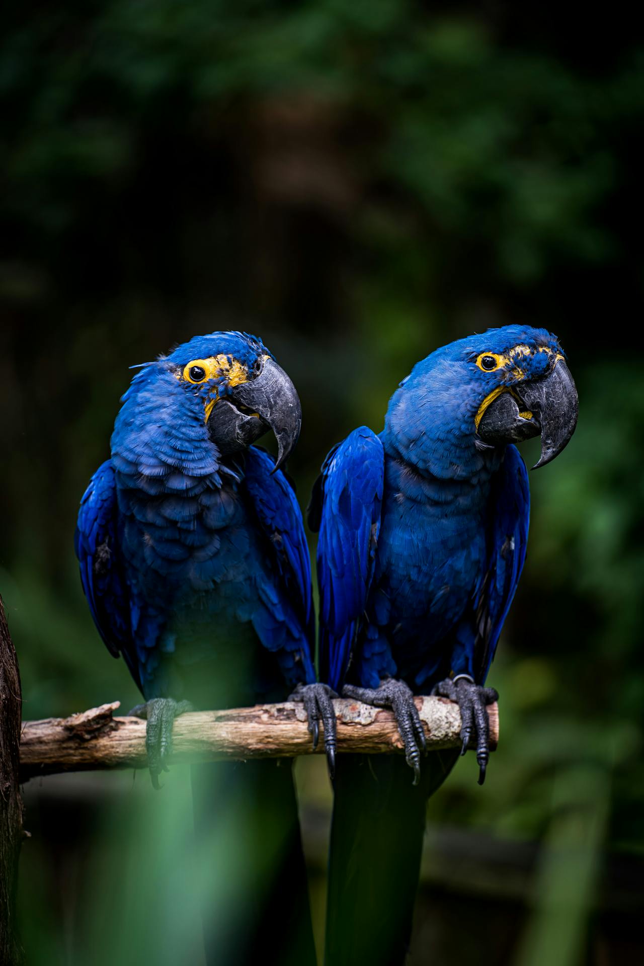 Hyacinth Macaw - Jayden Joshua Aviculture