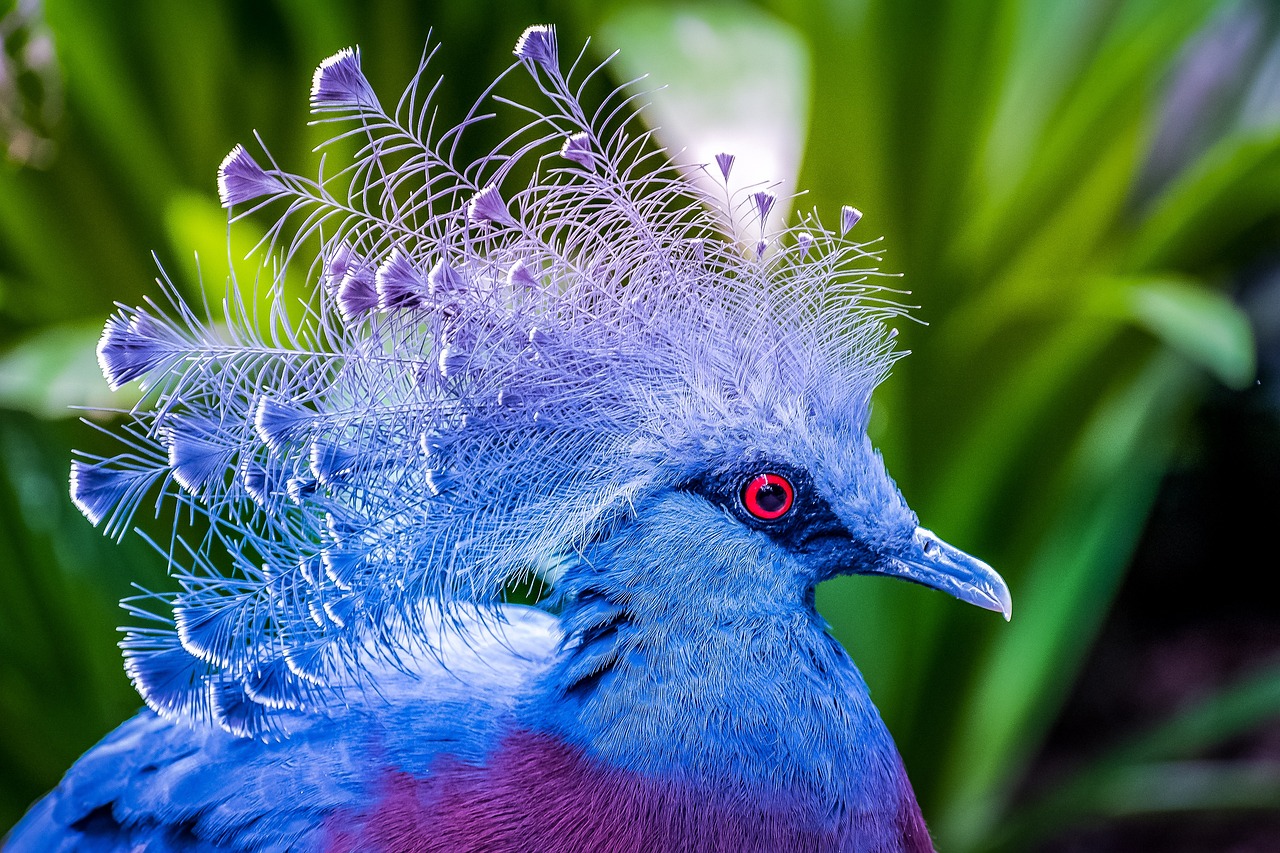 Victoria Crowned Pigeon - Jayden Joshua Aviculture