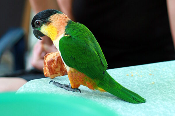 Black Headed Caique - Jayden Joshua Aviculture