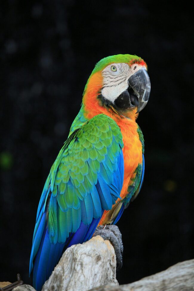 Catalina Macaw - Jayden Joshua Aviculture