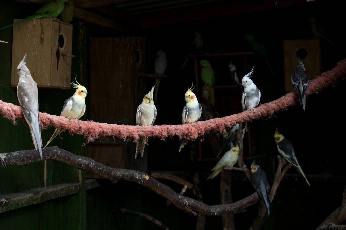 Top 10 Reasons to Choose a Cockatiel as Your Pet - Jayden Joshua Aviculture