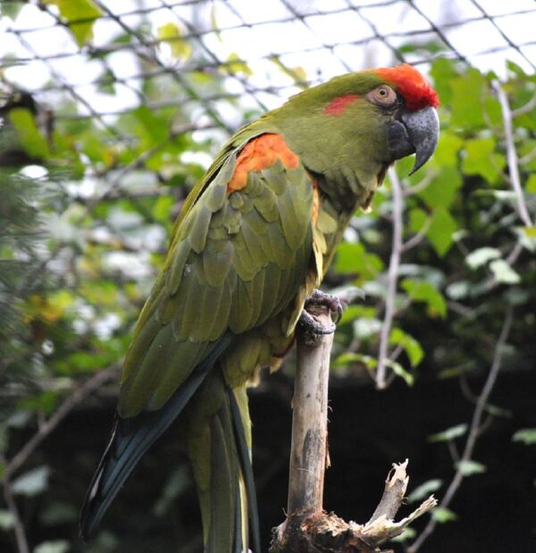 Red Fronted Macaw - Jayden Joshua Aviculture